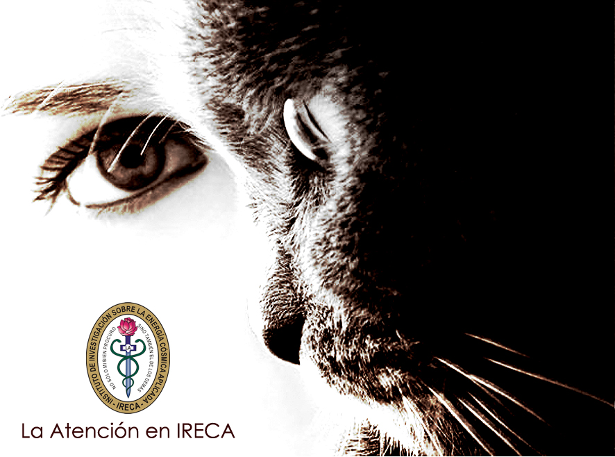 Preguntas Frecuentes | IRECA España